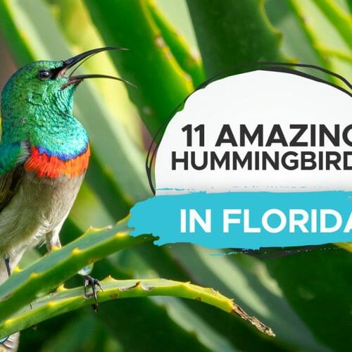 Falcons in Florida [Our Guide to the 3 Main Species] - Birdwatching Buzz