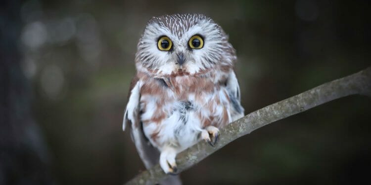 Owls In Florida [7 Common Nocturnal Species] - Birdwatching Buzz