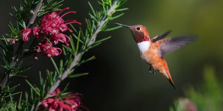 Hummingbirds in Florida [11 Amazing Species To See] - Birdwatching Buzz