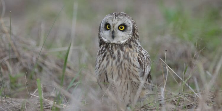 Owls In Florida [7 Common Nocturnal Species] - Birdwatching Buzz