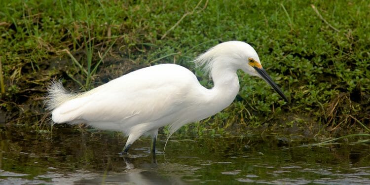 Egrets in Florida [The 4 Common Species] - Birdwatching Buzz