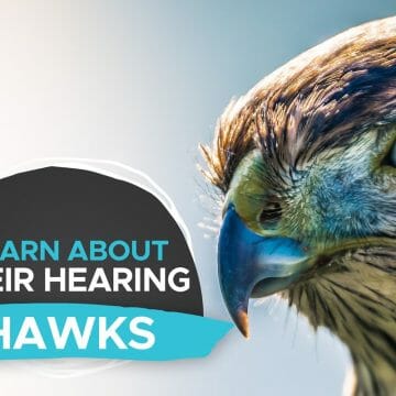 Do Hawks Attack Humans? [Learn Their Defensive Behaviour ...