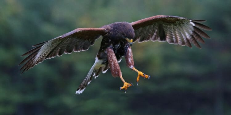Do Hawks Attack Humans? [Learn Their Defensive Behaviour ...