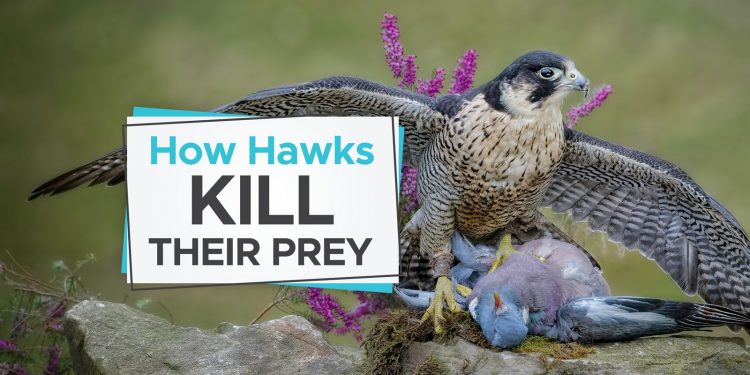How Do Hawks Kill Their Prey? - Birdwatching Buzz
