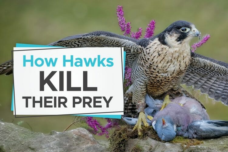 Hawks Archives - Birdwatching Buzz