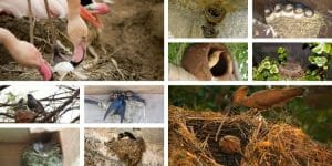 14 Birds That Make Mud Nests [With Pictures!] - Birdwatching Buzz