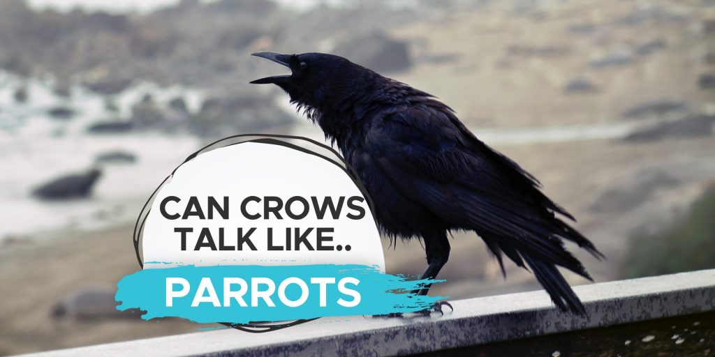 Can Crows Talk Like Parrots? [Can They Mimic Words?] - Birdwatching Buzz