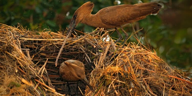 14 Birds That Make Mud Nests [With Pictures!] - Birdwatching Buzz
