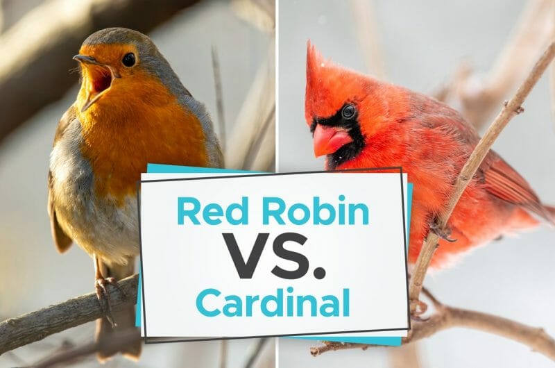 Cardinals Archives - Birdwatching Buzz