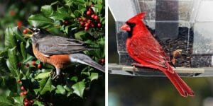 Red Robin vs Cardinal: Learn The Differences - Birdwatching Buzz