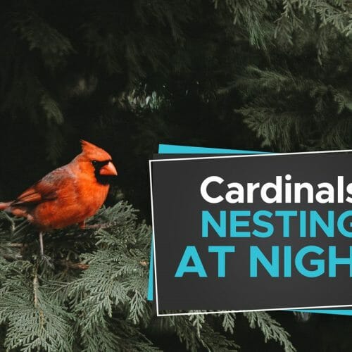 Red Robin vs Cardinal: Learn The Differences - Birdwatching Buzz