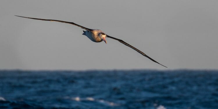 23 Birds With The Largest Wingspan [Incl. Pictures!] - Birdwatching Buzz