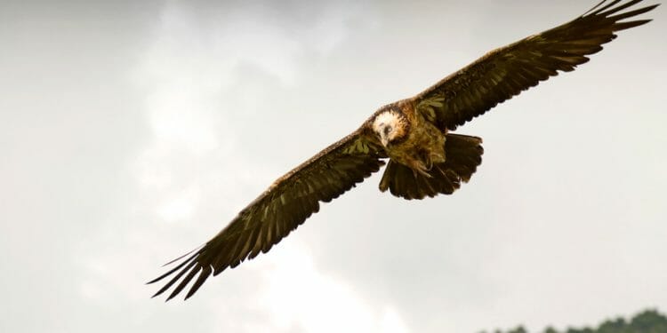 23 Birds With The Largest Wingspan [Incl. Pictures!] - Birdwatching Buzz