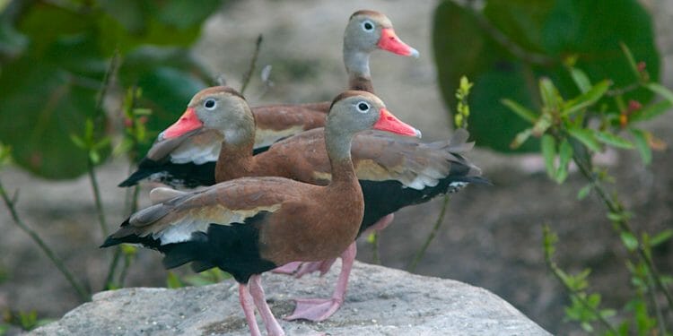 22 Species of Duck Commonly Found In Florida [Incl. Pictures ...