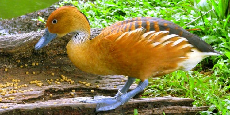 22 Species of Duck Commonly Found In Florida [Incl. Pictures ...