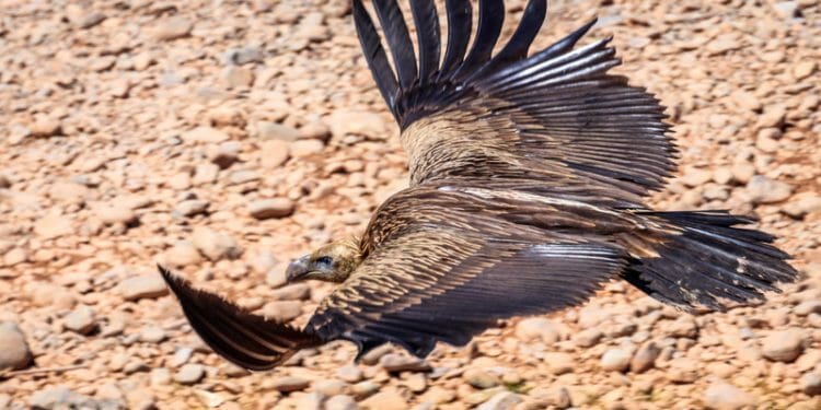 23 Birds With The Largest Wingspan [Incl. Pictures!] - Birdwatching Buzz