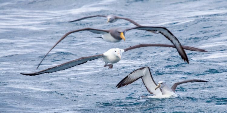 23 Birds With The Largest Wingspan [Incl. Pictures!] - Birdwatching Buzz