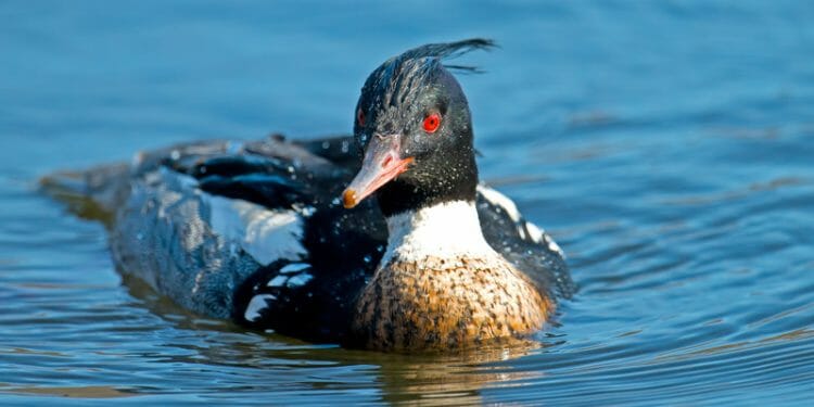 22 Species of Duck Commonly Found In Florida [Incl. Pictures ...