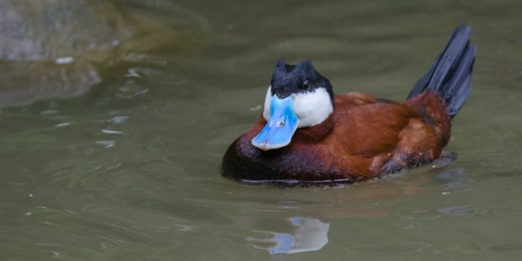 22 Species of Duck Commonly Found In Florida [Incl. Pictures ...