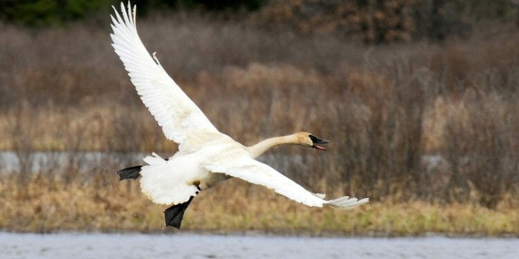 23 Birds With The Largest Wingspan [Incl. Pictures!] - Birdwatching Buzz