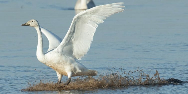 23 Birds With The Largest Wingspan [Incl. Pictures!] - Birdwatching Buzz