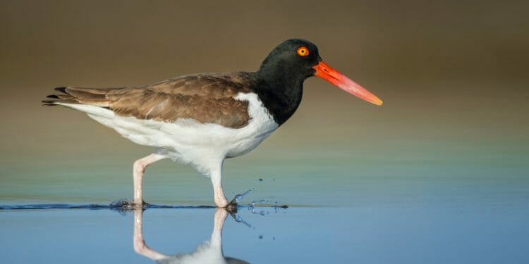 24 Beautiful Beach Birds Commonly Found In Florida! - Birdwatching Buzz