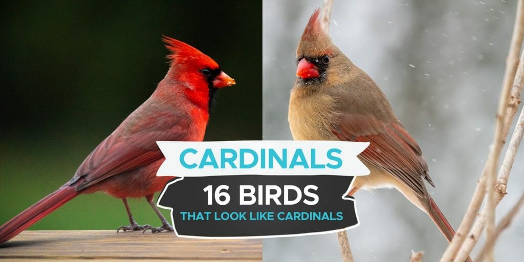 16 Birds That Look Like Cardinals [Pictures & Comparisons ...