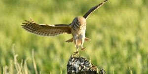 Owl Legs: All Your Questions Answered - Birdwatching Buzz