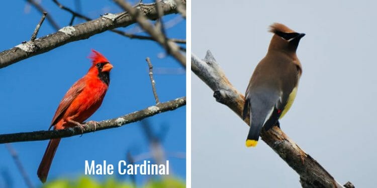 16 Birds That Look Like Cardinals [Pictures & Comparisons ...