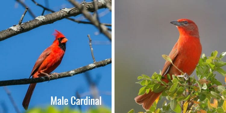 16 Birds That Look Like Cardinals [Pictures & Comparisons ...