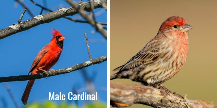 16 Birds That Look Like Cardinals [Pictures & Comparisons ...