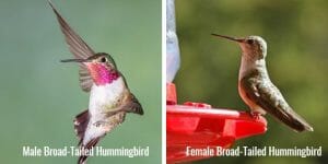 Male vs Female Hummingbird: What’s The Difference? - Birdwatching Buzz