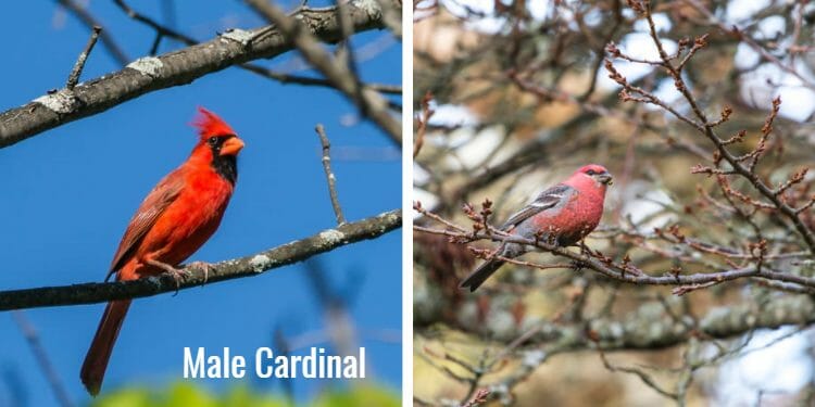 16 Birds That Look Like Cardinals [Pictures & Comparisons ...