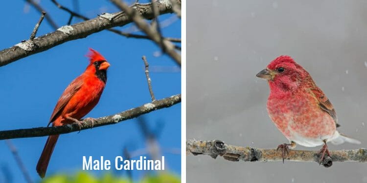 16 Birds That Look Like Cardinals [Pictures & Comparisons ...