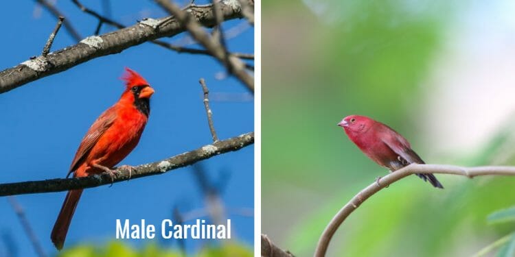 16 Birds That Look Like Cardinals [Pictures & Comparisons ...