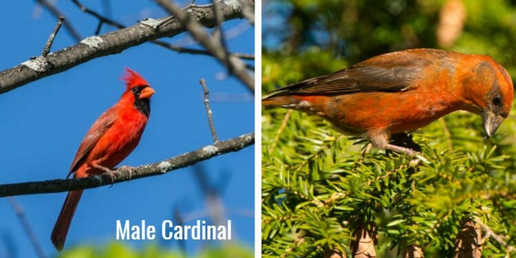 16 Birds That Look Like Cardinals [Pictures & Comparisons ...