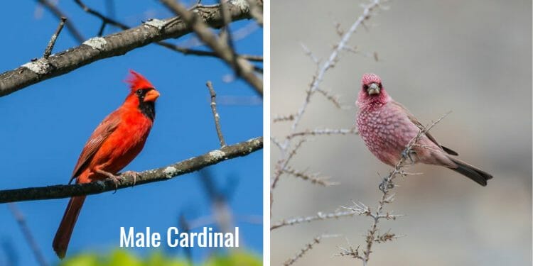 16 Birds That Look Like Cardinals [Pictures & Comparisons ...