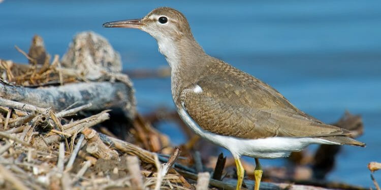 24 Beautiful Beach Birds Commonly Found In Florida! - Birdwatching Buzz