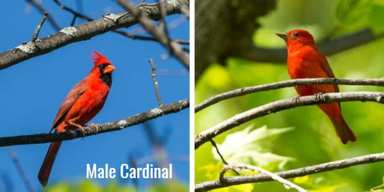 16 Birds That Look Like Cardinals [Pictures & Comparisons ...