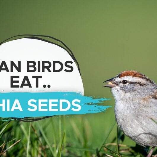 Why Do Birds Eat Rocks? [Learn About Gizzards!] - Birdwatching Buzz