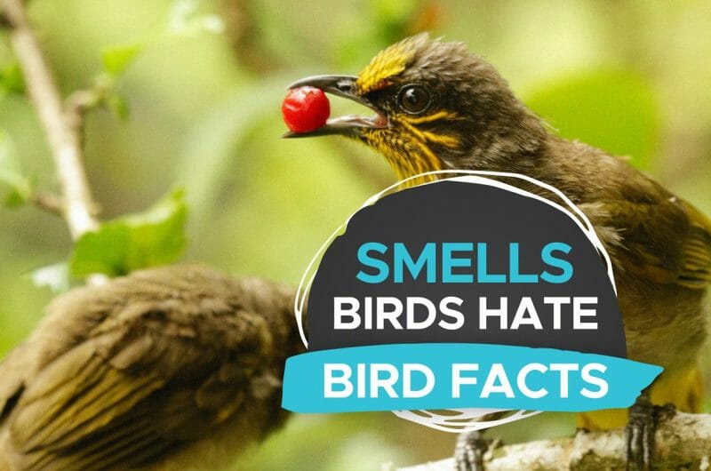General Facts Archives - Birdwatching Buzz