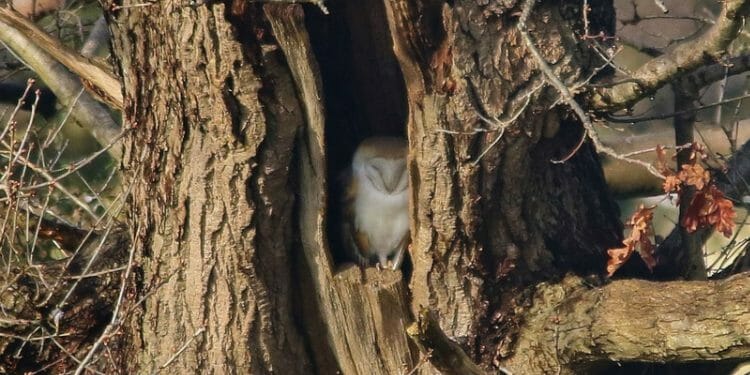 How Do Owls Sleep? [Sleeping Habits & Pictures!] - Birdwatching Buzz