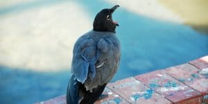 Do Birds Yawn? [Yes, But What Do They Mean?] - Birdwatching Buzz