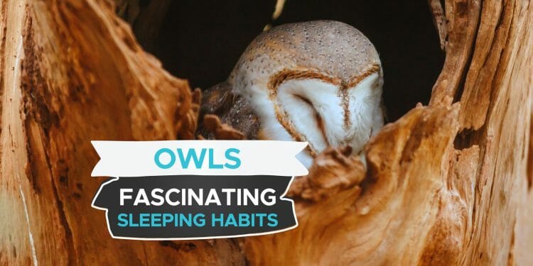How Do Owls Sleep? [Sleeping Habits & Pictures!] - Birdwatching Buzz