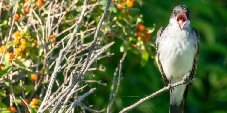 Do Birds Yawn? [Yes, But What Do They Mean?] - Birdwatching Buzz