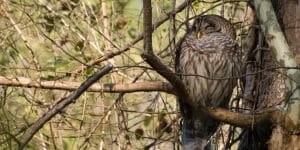 How Do Owls Sleep? [Sleeping Habits & Pictures!] - Birdwatching Buzz