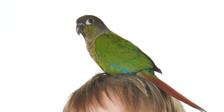 19 Signs Your Bird Trusts You! [Bonding With Your Bird] - Birdwatching Buzz