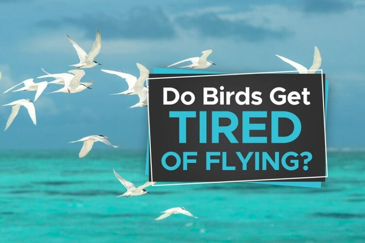 General Facts Archives - Birdwatching Buzz