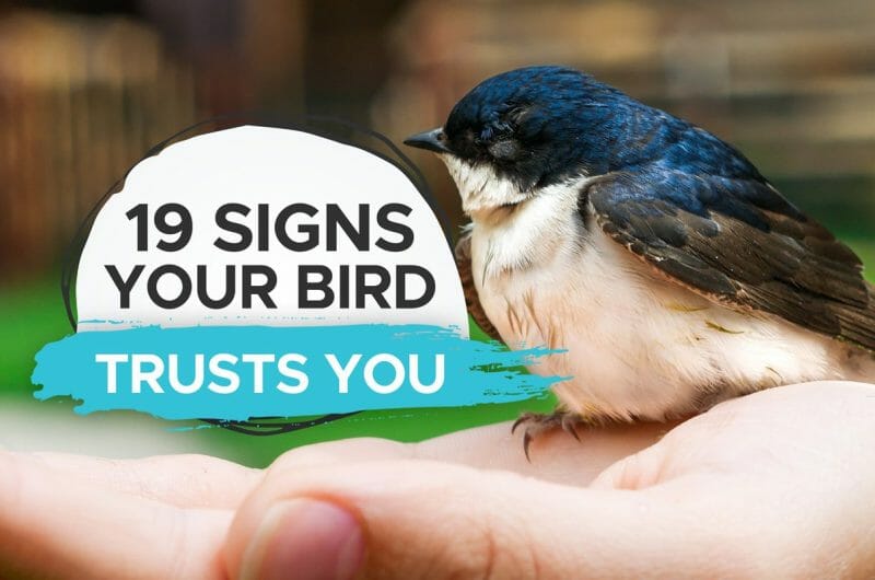 Birdwatching Buzz - Helping You Learn More About Birdwatching