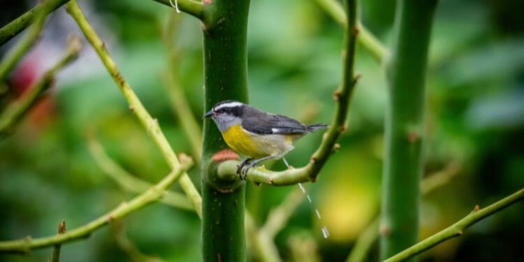 What Does It Mean When A Bird Poops On You? - Birdwatching Buzz